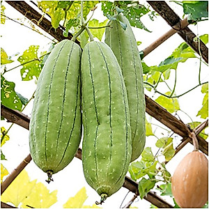 Seed Needs, Luffa Gourd Seeds for Planting (Luffa aegyptiaca) Single Package of 25 Seeds - Heirloom, Non-GMO & Untreated - Grow Your Own Sponges