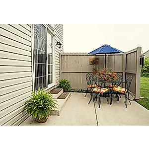 American Plant Exchange Live Japanese Bird’s Nest Fern Plant, Plant Pot for Home and Garden Decor, 6" Pot