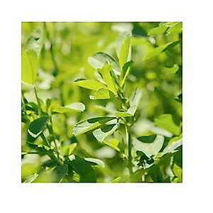 Bunny Honey Bulk Fresh Alfalfa Hay 80oz USDA Organic Alfalfa Hay for Chinchillas - Best Cut & Delivered Fresh - Promotes Healthy Digestive Function - 5 Pound