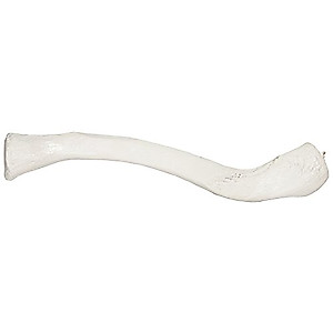 Axis Scientific Clavicle Bone Model | Right | Cast from Real Human Clavicle Bone l Human Collarbone Model Has Realistic Texture and Important Bony Landmarks | Includes Product Manual