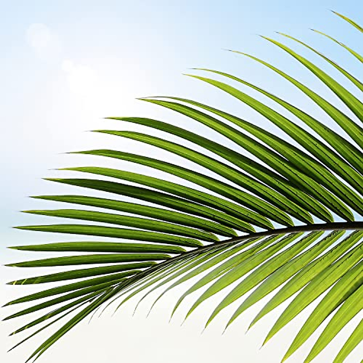 Suave Essentials Body Wash, Ocean Breeze, 15 Fl Oz (Pack of 1)