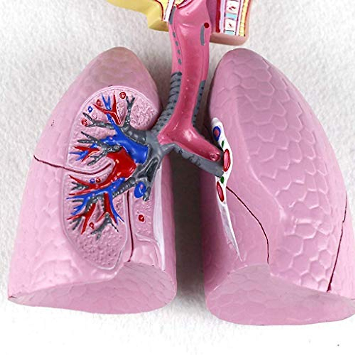 Anatomy Model Human Respiratory System Model -Removable Human Organ Anatomical Anatomy Model -Human Internal Organs Nasopharyngeal Anatomy Respiratory Lung Structure Teaching Model