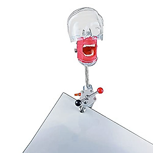 DenFactory Simple Head Model Dental Simulator Phantom Manikin with Teeth for Teaching Practice Study Training Fixed on Desk
