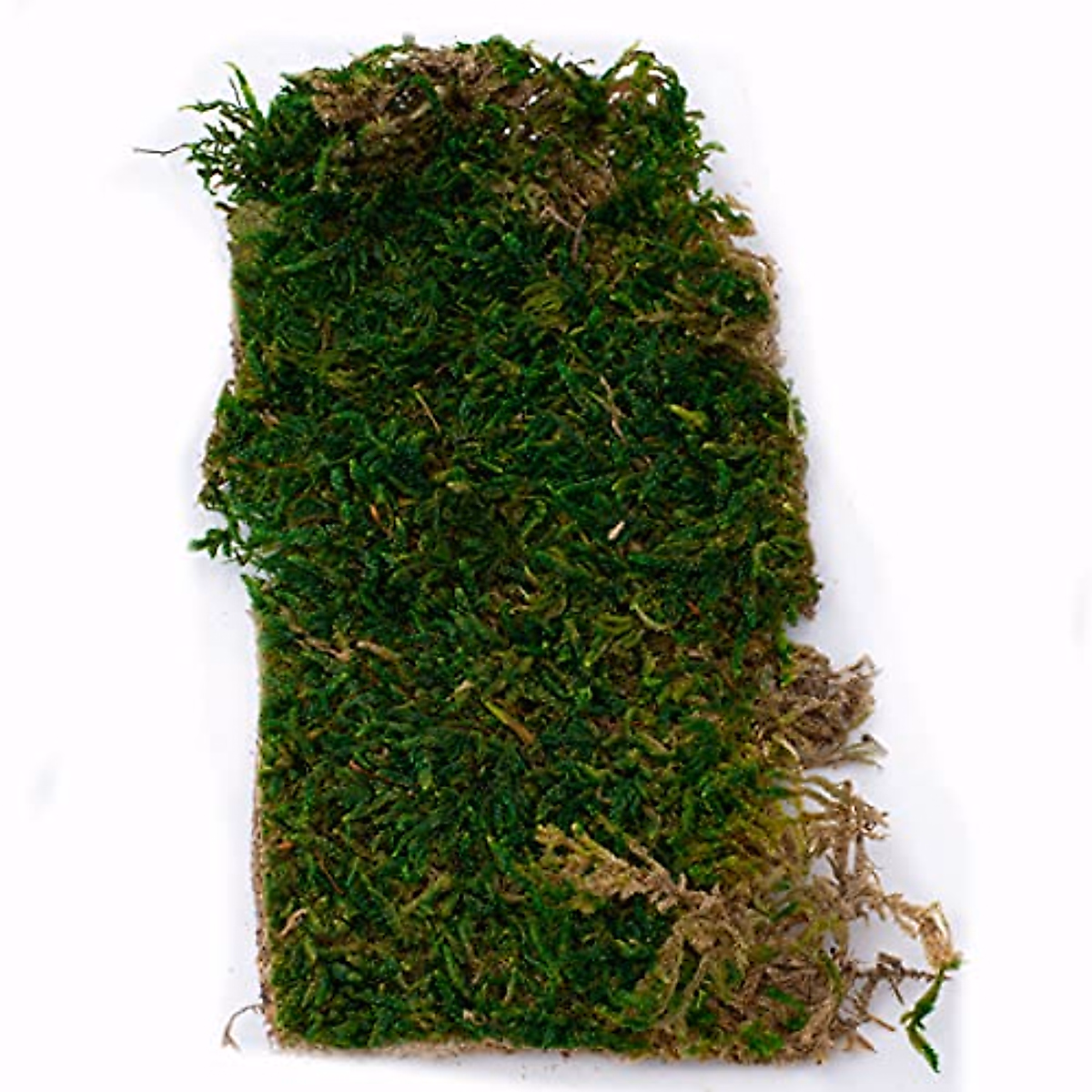 TerraGreen Creations Succulent Planter Kit with Soil, Gravel, Pebble, Moss, Horticulture Charcoal, Supplies For Fairy Gardens, or Cactus - Create Your Own Terrarium