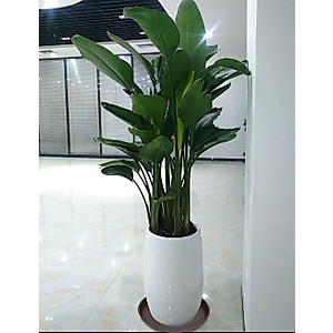 Angde Plant Saucer 10 Inch, 6 Pack of 10 inch Plant Tray, Heavy Duty Plastic Plant Saucers for Indoors Round, Plant Water Tray, Pot Trays Saucers for Planter 10-13" (Chocolate Brown)