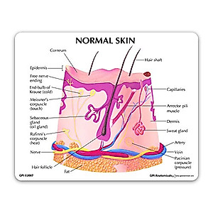 GPI Anatomicals - Skin Acne Model, Cylindrical Model Showing Normal and Common Acne-Riddled Skin for Human Anatomy and Physiology Education, Anatomy Model for Doctor's Office, Medical Study Supplies