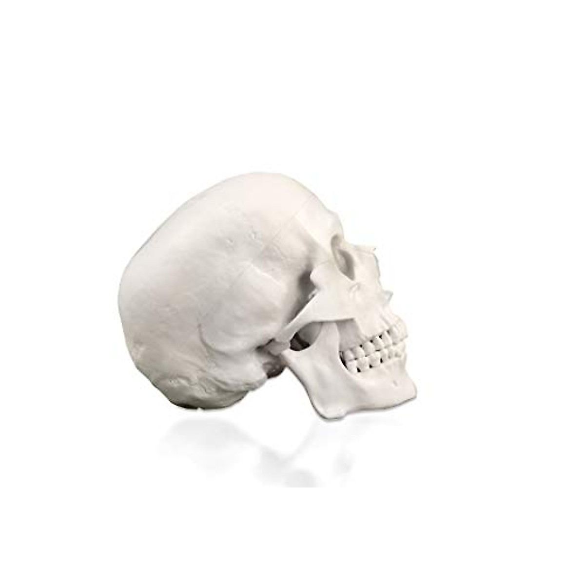 Vision Scientific VAL207-A Life-Size Human Skull – 3 Parts | Medical Grade, Features Joints, Sutures, Fissures, Joints, Foramina and Processes | Removable Skull Cap, Full Dentition | W Manual