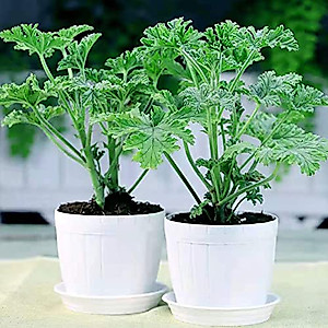 200 Pcs Citronella Plant Seeds Garden Home Plant Seeds