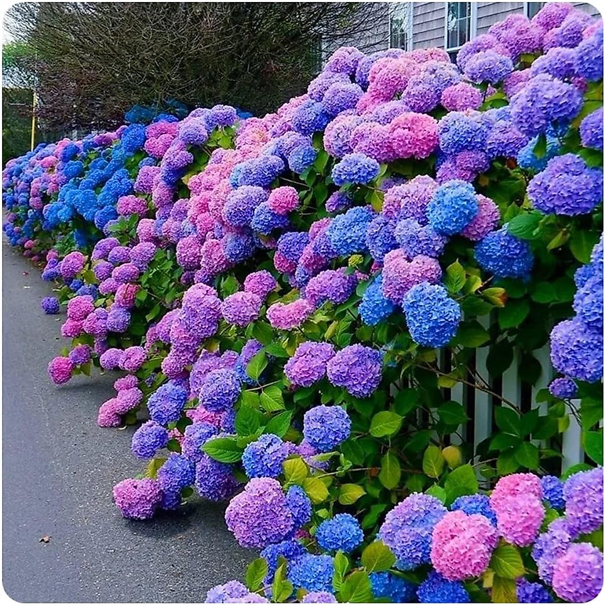 Mixed Hydrangea Seeds Flowers for Planting Non-GMO Home Garden Mixed Colors (100+)
