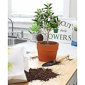 Olive Tree Potting Soil Mix (8 Quarts), for Planting, Repotting, and Growing Olive Bushes/Plants