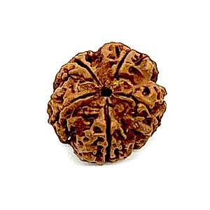 Certified 5 Mukhi (Five Faces) Rudraksha Bead - Sagittarius Sun Sign - Throat Chakra
