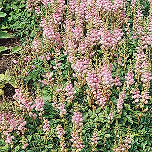 Outsidepride Astilbe Chinensis Pumila Garden Flower Plant Seed - 1000 Seeds