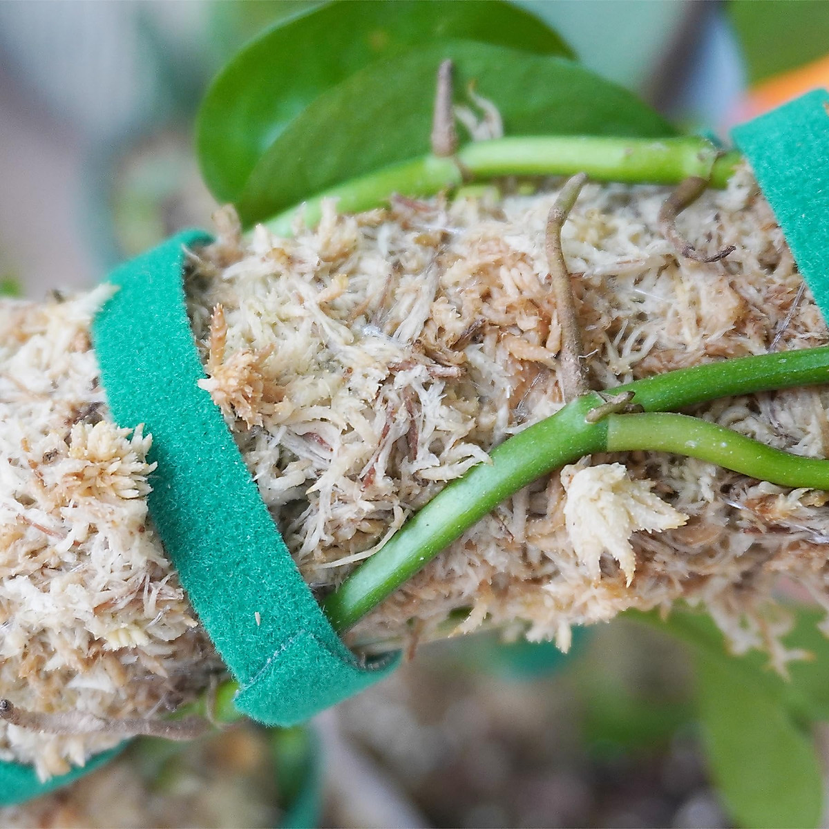 Kapecute Sphagnum Moss Pole for Plants, 2 Sticks 25 Inch Bendable Plant Stakes Made of Real Sphagnum Moss, Good for Climbing Plants Monstera and Other Creeper Plants Grow Upwards