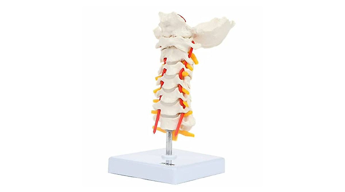 Axis Scientific Cervical Vertebra Model for In-depth Study