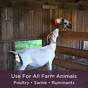 Dr. Connie's Probiotic + Electrolyte for Farm Animals | Supplement to Support A Healthy Gut | Veterinarian Formulated