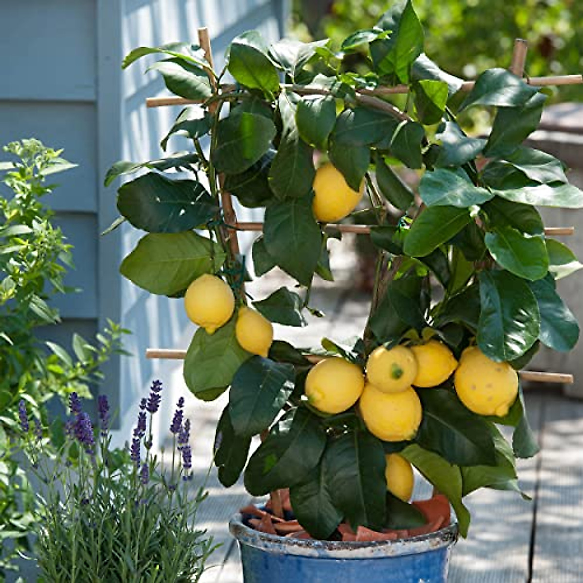 Garden State Bulb Meyer Lemon Tree, Citrus Live Plant (1 Gallon Growers Pot) Cannot Ship FL, AZ, CA, TX, LA
