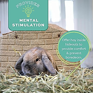 Oxbow Animal Health Orchard Grass Hay - All Natural Grass Hay for Chinchillas, Rabbits, Guinea Pigs, Hamsters, Gerbils & Other Small Pets - Fiber Rich- Grown in the USA- 9 lb.