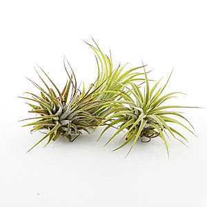 NW Wholesaler - Pack of 3 Tillandsia Air Plants 1-2 Inch - Assorted Air Plant Bundle - Live Indoor House Air Succulents - Air Ferns