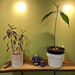 Walnut Live Edge Shelves | Solid Walnut l Rustic Live edge shelf | Rustic Gift | Wall shelves | Rustic Home Decor | Flush Mount Shelves (18In, Walnut (Dark Brown))