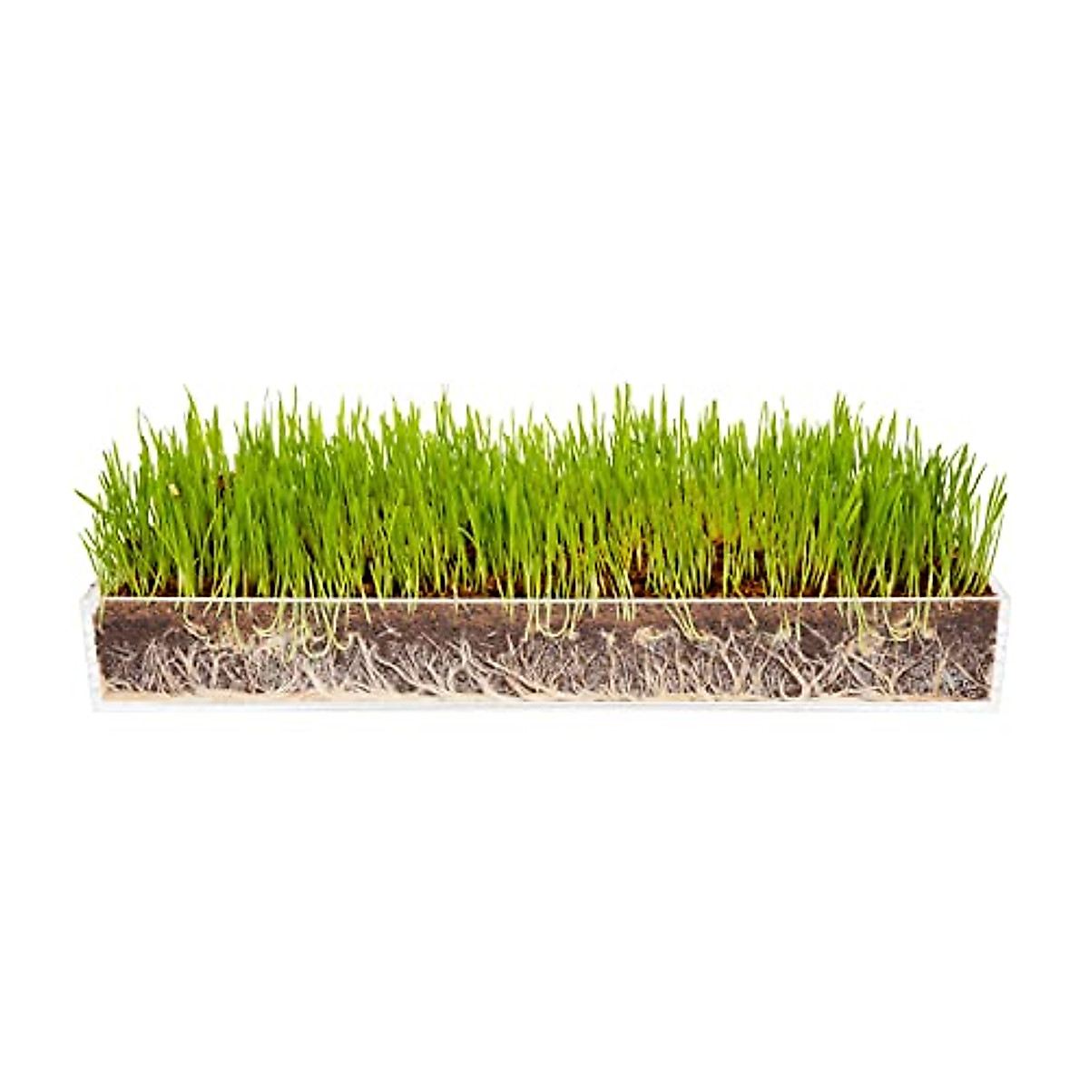 Organic Wheatgrass Growing Kit with Style x 3 – Plant an Amazing Wheat Grass Home Garden, Juice Healthy Shots, Great for Pets, Cats, Dogs. Complete with Stunning Tray and Accessories. (3-Pack)