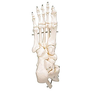 3B Scientific A31 Foot Skeleton w/portions of Tibia-Fibula - 3B Smart Anatomy