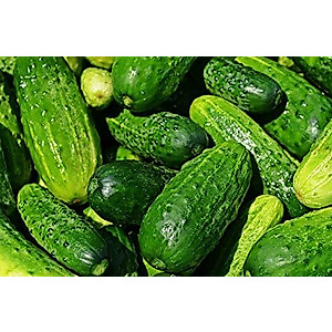 50 Straight Eight Cucumber Seeds - Heirloom Non-GMO USA Grown Vegetable Seeds for Planting - Pickling and Slicing Cucumber