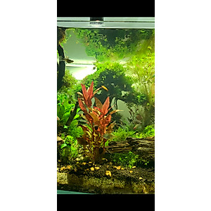 Marcus Fish Tanks - 3X Christmas Moss Vesicularia Montagne Live Freshwater Aquarium Plants Xmas Moss