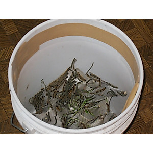 Slippery Barrier Tape. Gypsy Mothe/Sponge Moth Tent, Walnut Caterpillar,/ Cankerworm/Bark Scorpion / + / 30 ft roll