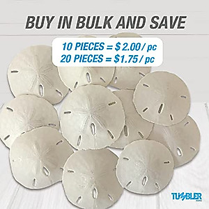 White Sand Dollars 2.5"-3" - 10pcs - Wedding Seashell Craft - Hand Picked and Professionally Packed by Tumbler Home