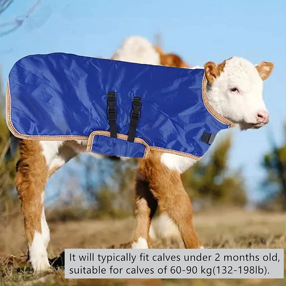 2 of Calf Blanket Winter Adjustable Calf Coat Waterproof Oxford Fabric with Belly Band for Farm Livestock