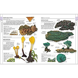 Mushrooms: How to Identify and Gather Wild Mushrooms and Other Fungi