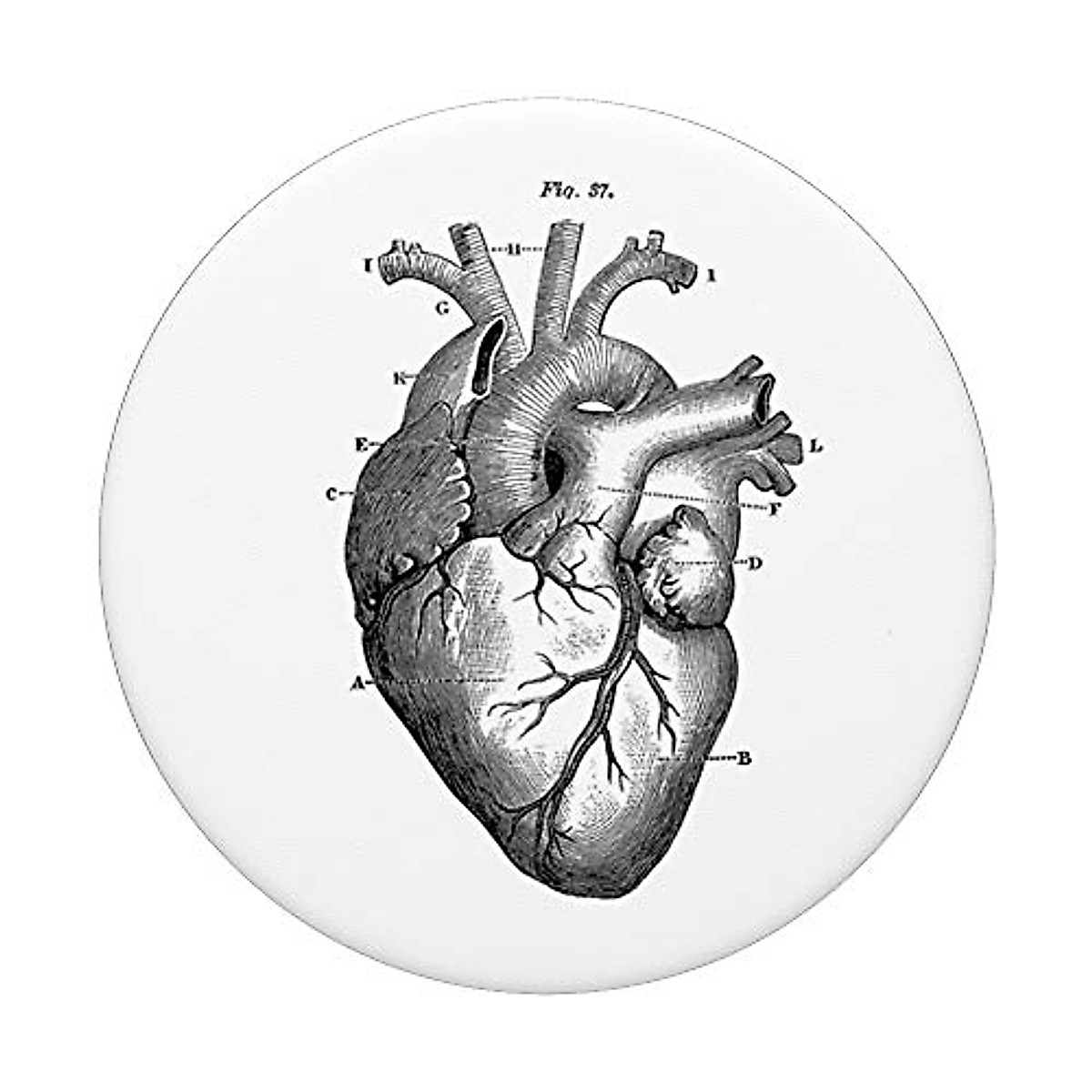 Vintage Heart Anatomical Drawing Cardiology Doctor Nurse