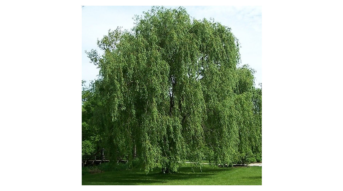 Fast Growing Willow Tree Bundle - 16 Trees for Quick Privacy