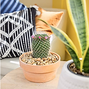 Altman Plants, Assorted Cactus Plants Live Plants (3PK), Cactus Plant Live Succulents Plants Live Cactus Decor, Indoor Plants Live House Plants in Cactus Soil, Live Cacti Plants Live Succulent Plants