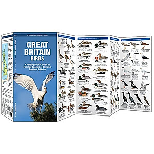 Great Britain Birds: A Folding Pocket Guide to Familiar Species of England, Scotland & Wales (Nature Observation International)