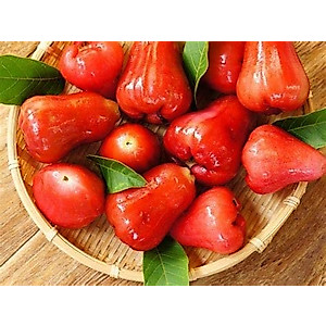 MITRAEE 100 Rose Apple Fruit Seeds