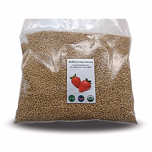 Soft White Wheat Berries 4 Pounds Kernels, USDA Certified Organic, Non-GMO Bulk, Product of USA, Mulberry Lane Farms