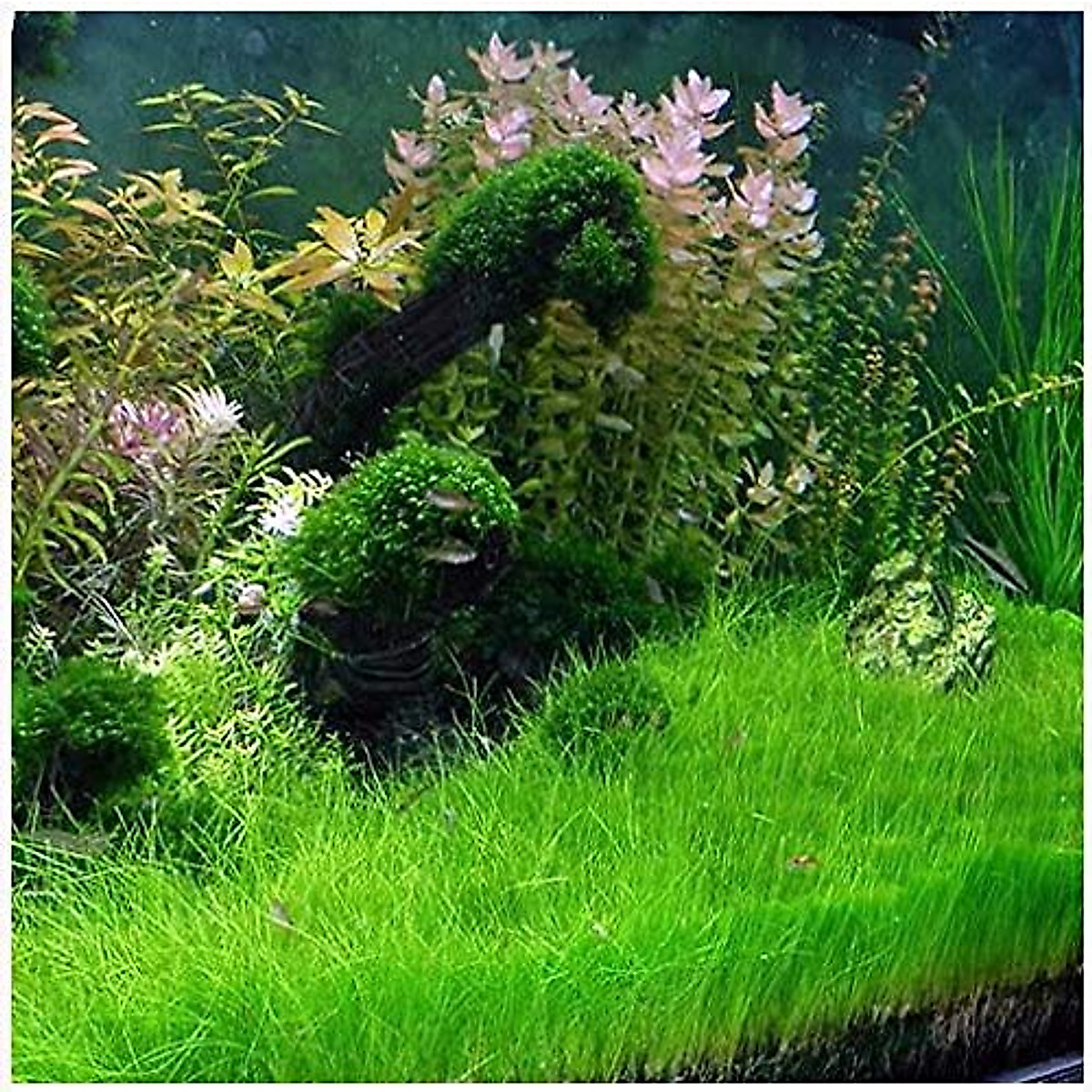 Marcus Fish Tanks - 3X Dwarf Hair Grass Eleocharis Parvula Live Aquarium Plants Carpeting Plant for Aquatic Freshwater Fish Tank