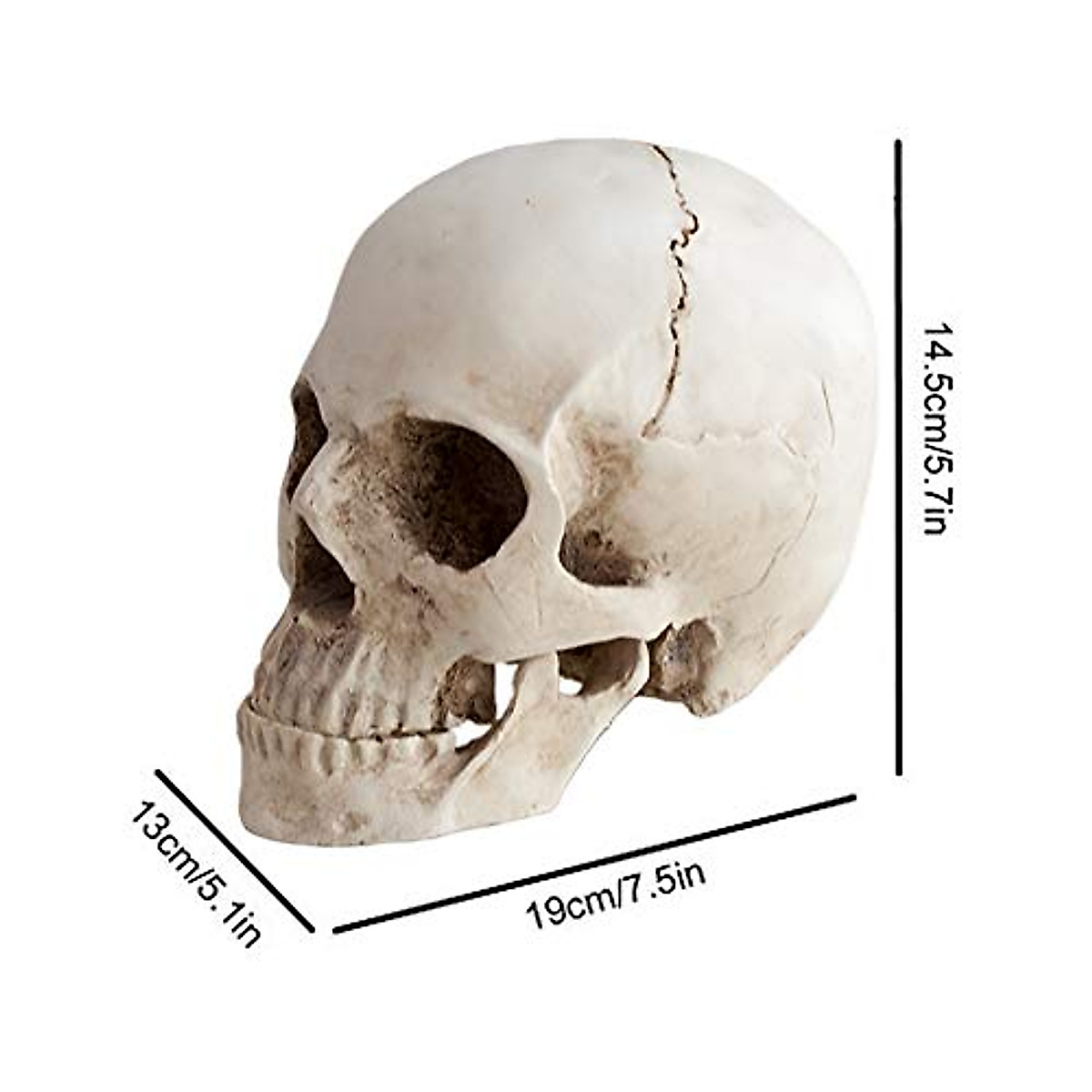 KABAKE Resin Medical Life Size Replica Realistic Human Skull Head Bone Model, Anatomy White Resin Skull High Precision Teaching Tool Halloween Decor