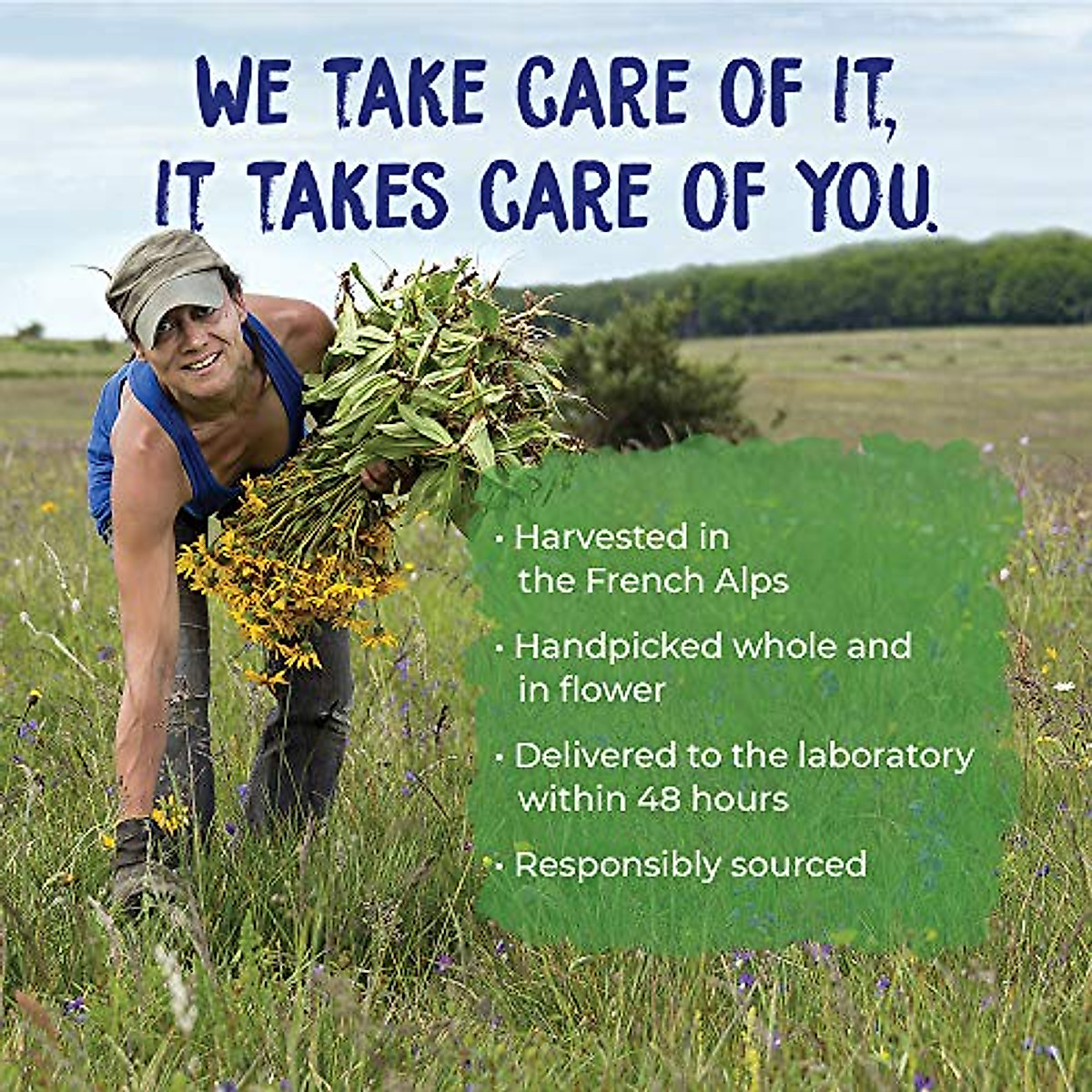 Boiron Arnica Montana 30X Homeopathic Medicine for Relief from Muscle Pain, Muscle Stiffness, Swelling from Injury, and Discoloration from Bruises - 3 Count (240 Pellets)