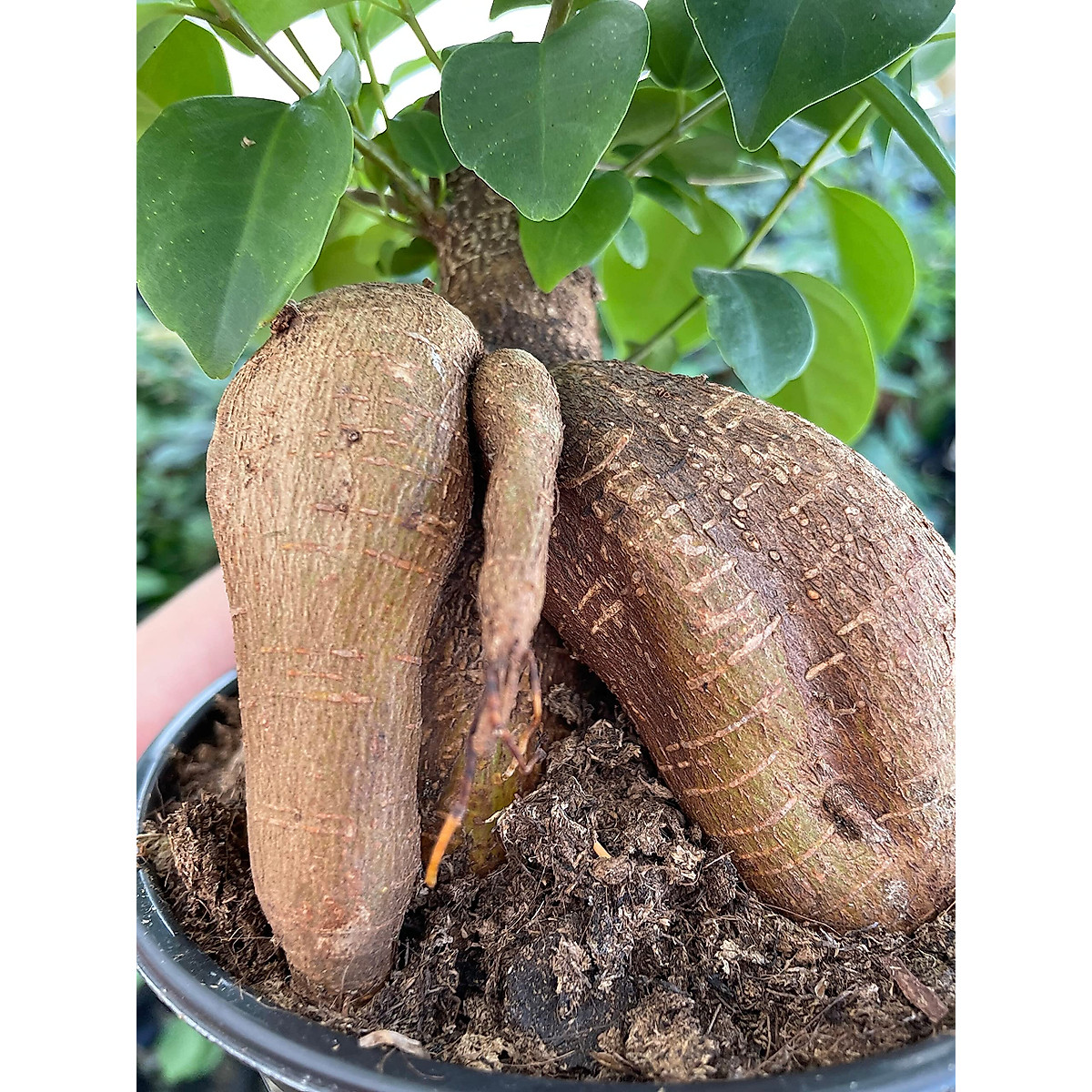 BubbleBlooms Ficus microcarpa Chinese Banyan Bonsai Tree in a 6 inch Pot