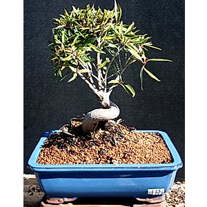Indoor Ficus Neriofolia Curved Trunk Bonsai Tree by Sheryls Shop