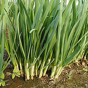 Chinese Leek Seeds for Planting(500 Seeds)