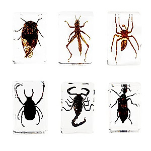 Bbiamsleep 6 Pcs Real Bugs Insect Specimen Set, Insect Resin Specimen Animal Resin Set, Constructive Educational Collection Science Tools