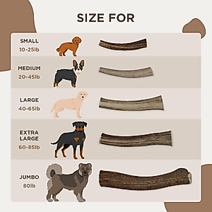 Premium Deer Antlers for Dogs – Natural Dental Chew for Aggressive Chewers – Long-Lasting Antler Chews, Odor-Free, Mess-Free, 1 Count (Medium)