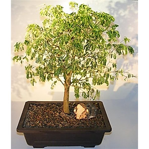 Bonsai Boy Flowering Brazilian Raintree Bonsai Tree pithecellobium tortum