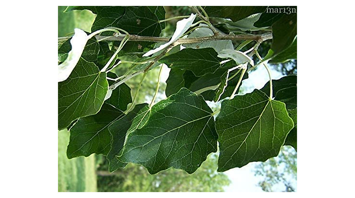 Fast Growing Hybrid Poplar Tree Cuttings for Privacy & Shade