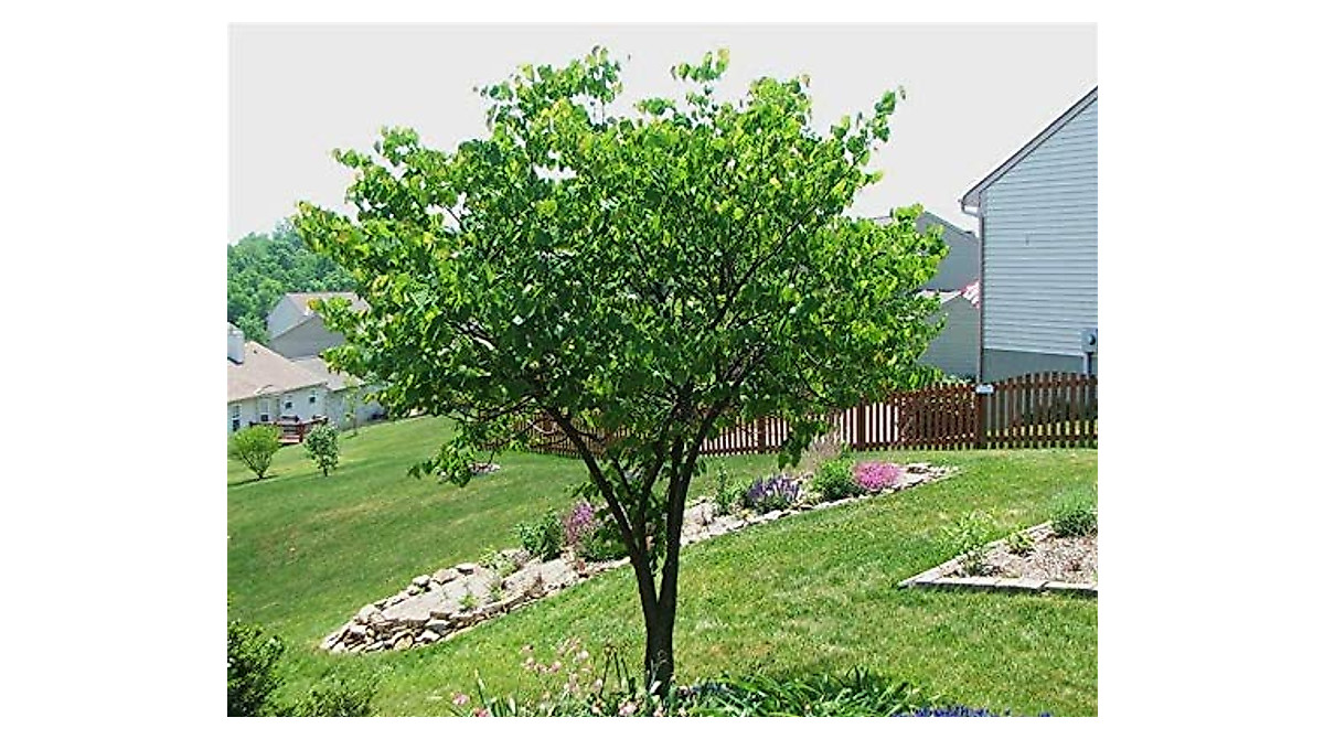 1105-Eastern Redbud Tree (Cercis Canadensis ‎) Seeds by ...