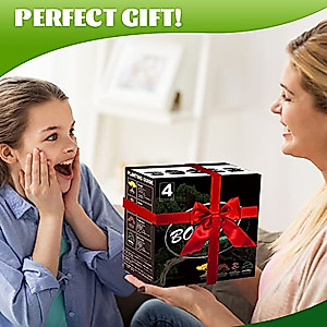 Bonsai Tree Kit, 4 Bonsai Tree Seeds with Complete Growing Kit & Wooden Planter Box, Indoor Bonsai Tree Starter Kit, Great Potted Plants Growing DIY Gift for Adults