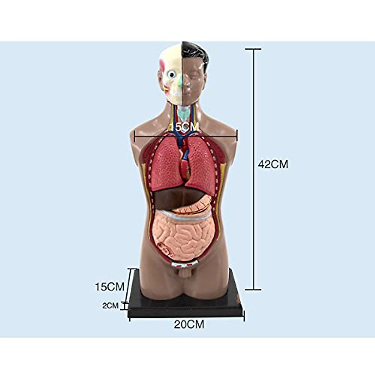 WFTD Removable Torso Model, Human Internal Organs Male Torso Anatomical Model Organ Structure Building for Children's Science Popularization and Medical Teaching